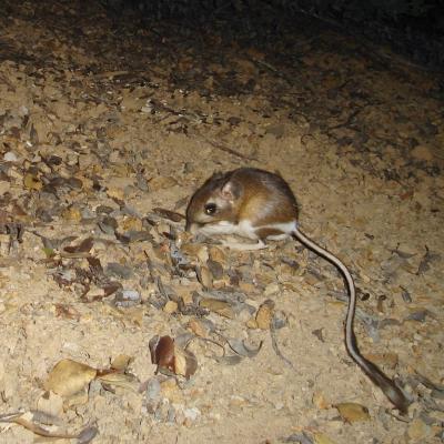 Santa Cruz Kangaroo Rat Research and Adaptive Management | Midpeninsula ...